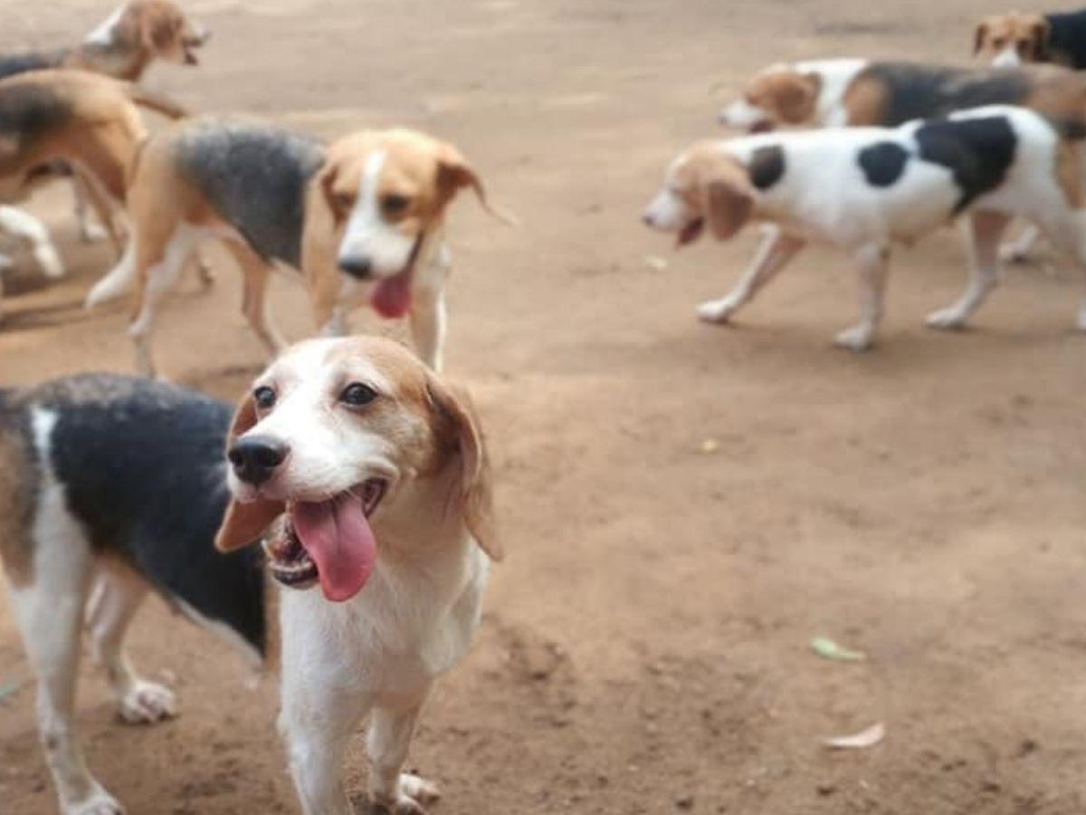 Do Beagles Ever Calm Down