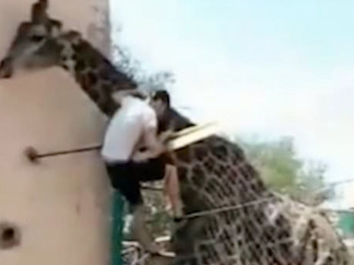 'Drunk' Man Climbs Over Fence At Kazakhstan Zoo, Jumps On Giraffe's ...