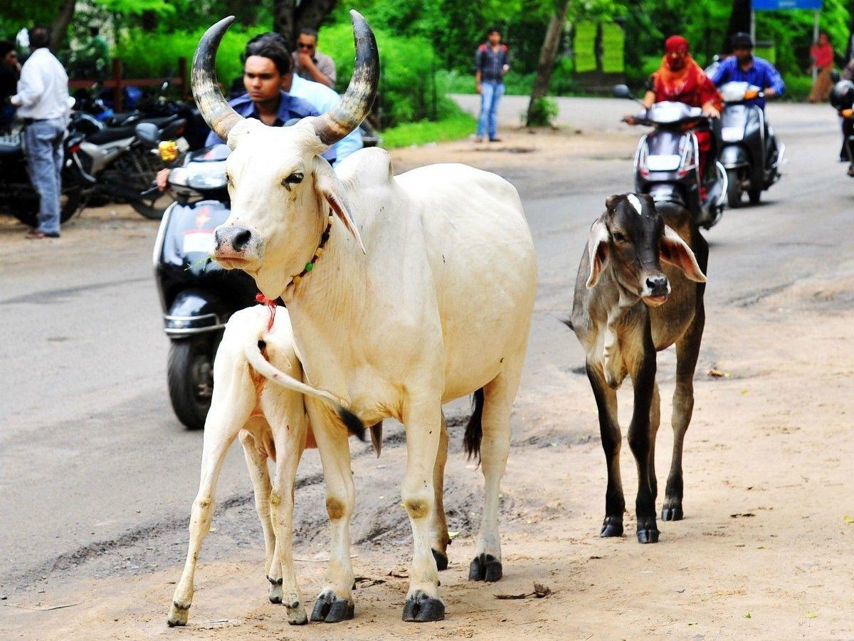 Indian Cow With Krishna Hd