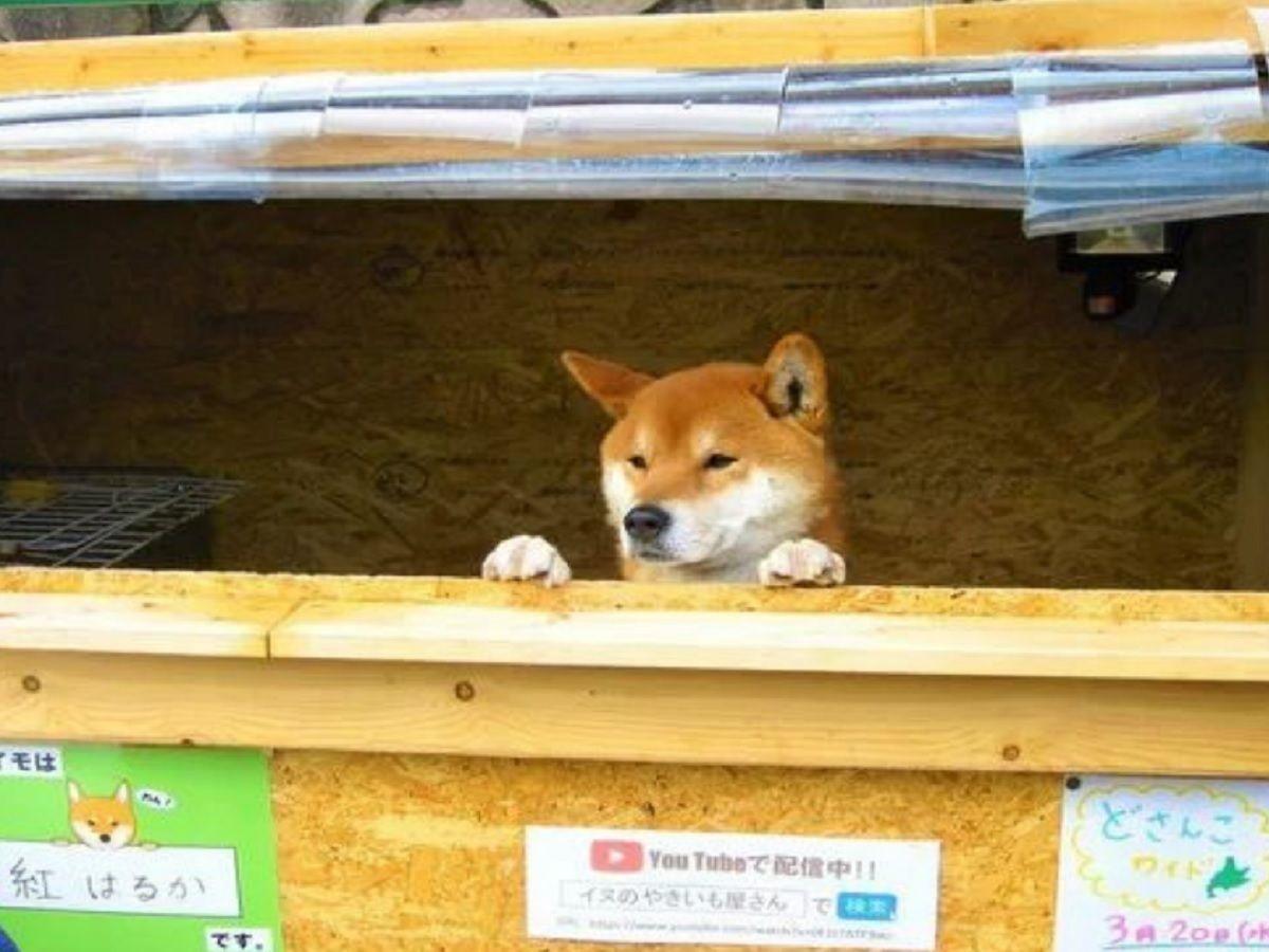 What Type Of Dog Is Doggo