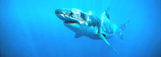 New Shark Species Discovered