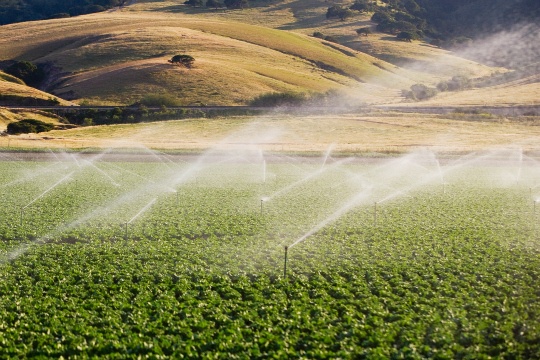 Scientists Find Way To Boost Crop Yield