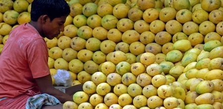 '45 Pathans' Guard Precious Mango Orchards In Gujarat's Hafoos Hub!