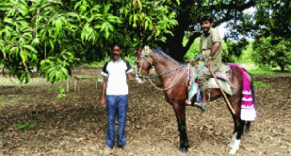 '45 Pathans' Guard Precious Mango Orchards In Gujarat's Hafoos Hub!