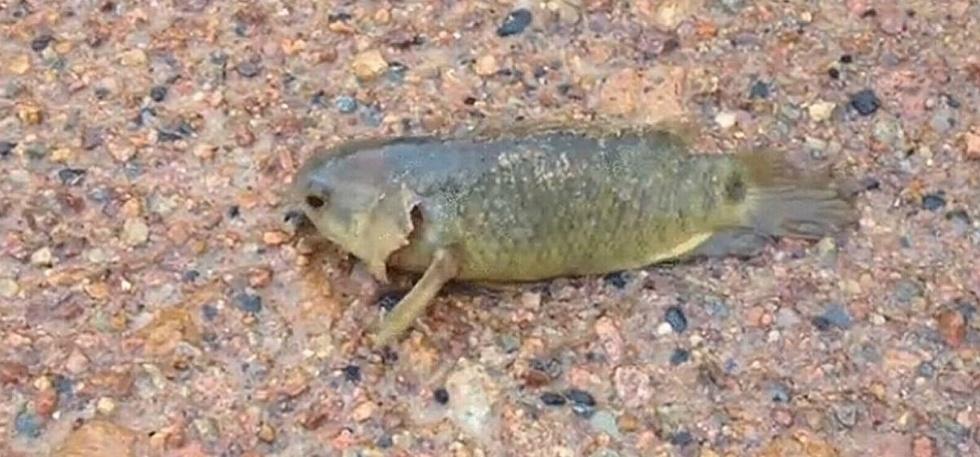 This Fish That Can Walk Out Of Water And Survive on Land Threatens To ...