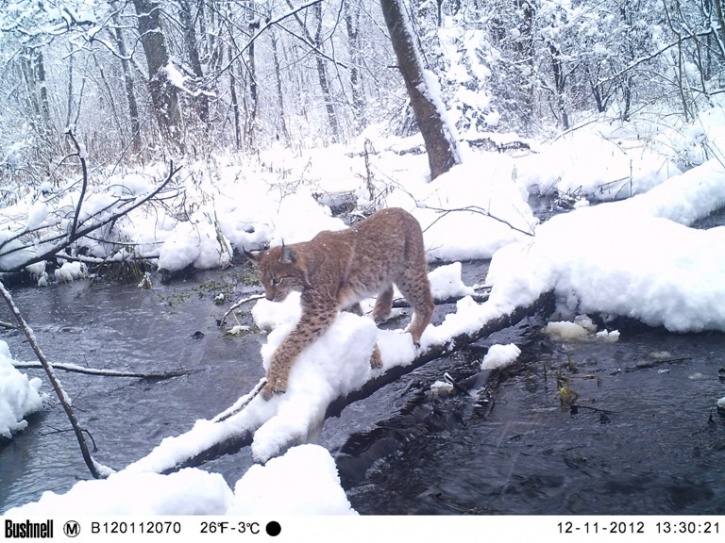 29 Years After The Nuclear Disaster, Wildlife Is Thriving In Chernobyl