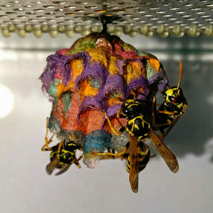 Captive Wasps Build The Most Spectacular Rainbow Nests From The ...