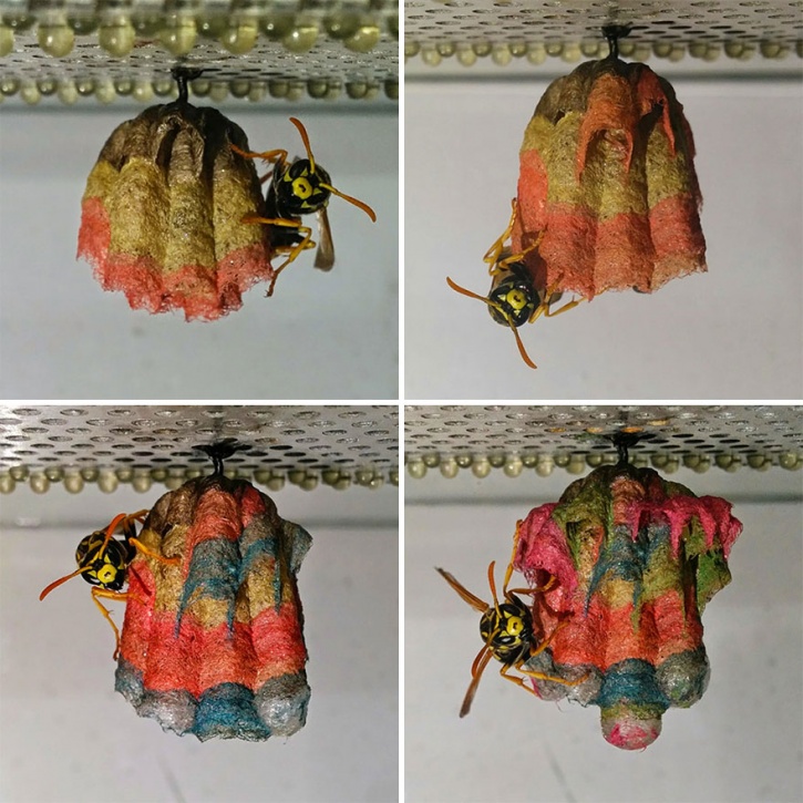 Captive Wasps Build The Most Spectacular Rainbow Nests From The ...