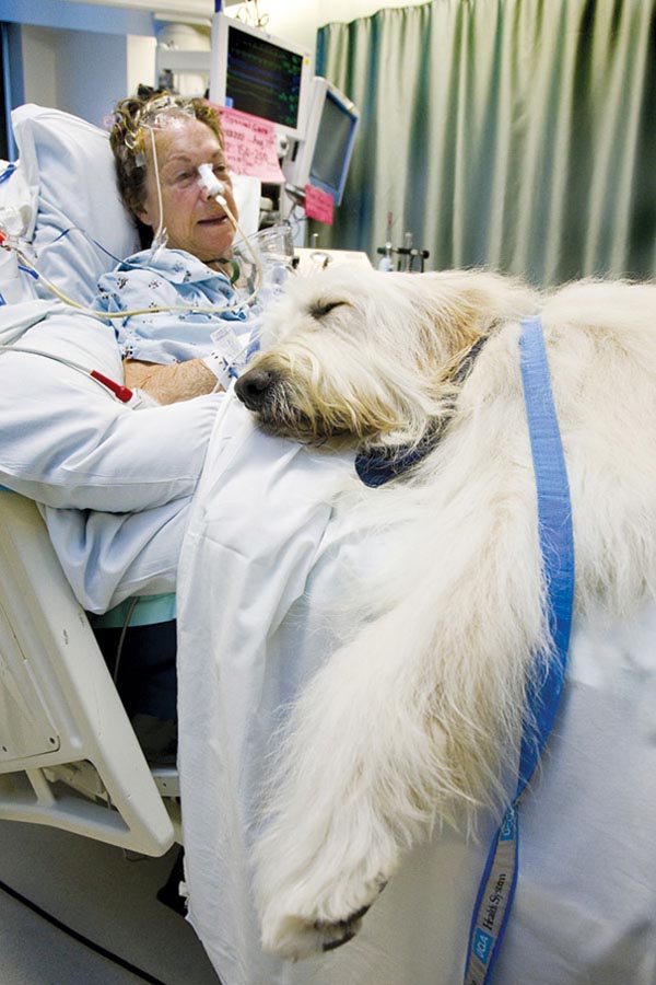 This Hospital Lets Patients' Pets Come And Visit Them, To Help Them ...