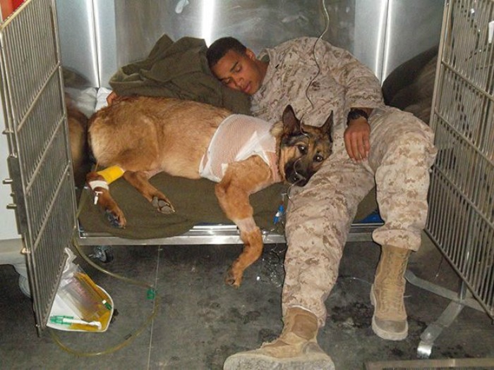 Military Dog Who Lost Her Leg In Afghanistan Gets The Highest Bravery ...