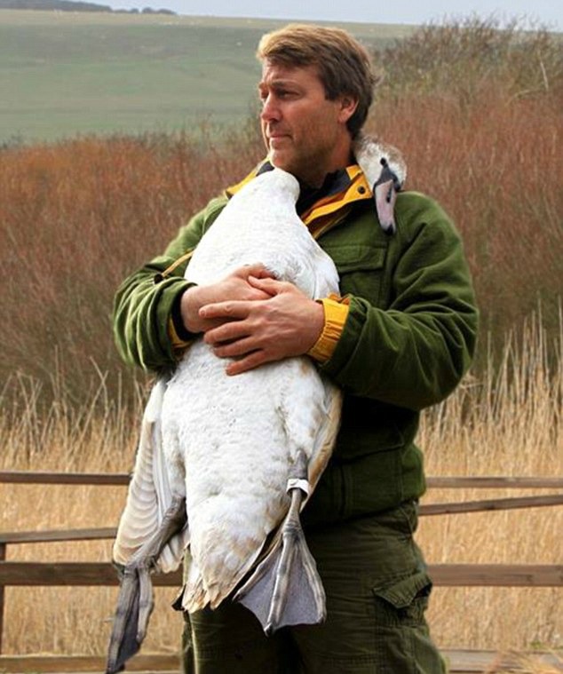 Injured Swan Hugging Her Saviour In An Incredible Gesture Of Gratitude ...