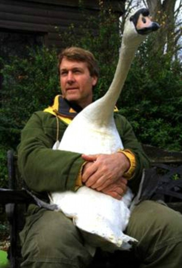 Injured Swan Hugging Her Saviour In An Incredible Gesture Of Gratitude ...