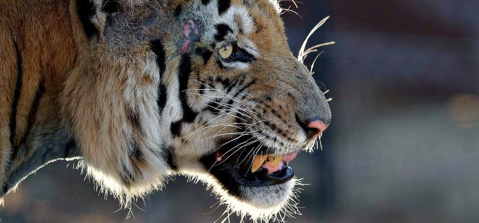 Man-Eater Tiger In UP Kills Fourth Man In Last Month, Forest Officials ...