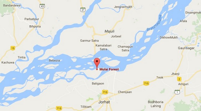 Meet Jadav Molai Payeng - The Man Who Grew A Forest Larger Than New ...