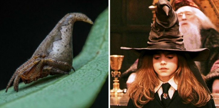 Meet Eriovixia Gryffindori, Spider Named After Hogwarts Sorting Hat By ...