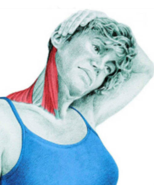 34 Amazing Illustrations That Show Which Muscle Groups Are Affected ...