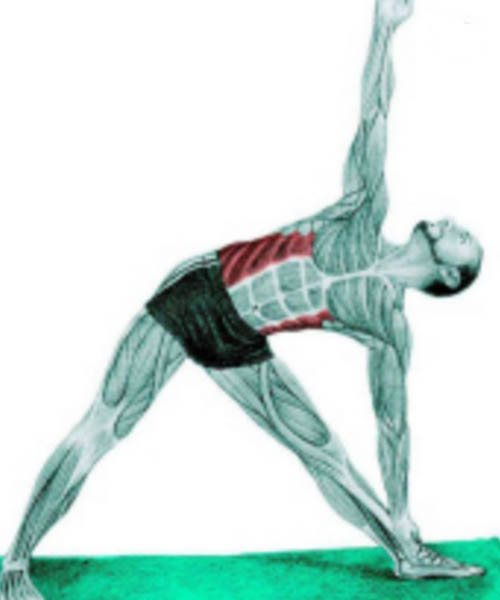 34 Amazing Illustrations That Show Which Muscle Groups Are Affected ...