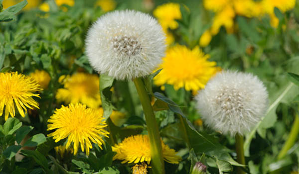 25 Edible Flowers That Will Add Colour, Flavour And Nutrition To Your Food