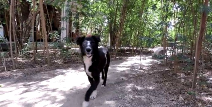 This Is The Story Of Kalu, The Faceless Dog Who Was Miraculously Nursed ...