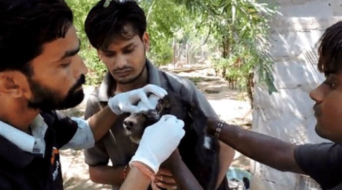 This Is The Story Of Kalu, The Faceless Dog Who Was Miraculously Nursed ...