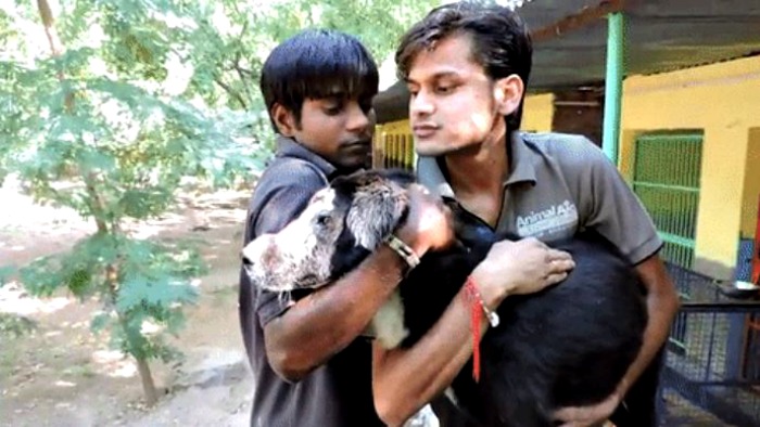 This Is The Story Of Kalu, The Faceless Dog Who Was Miraculously Nursed ...