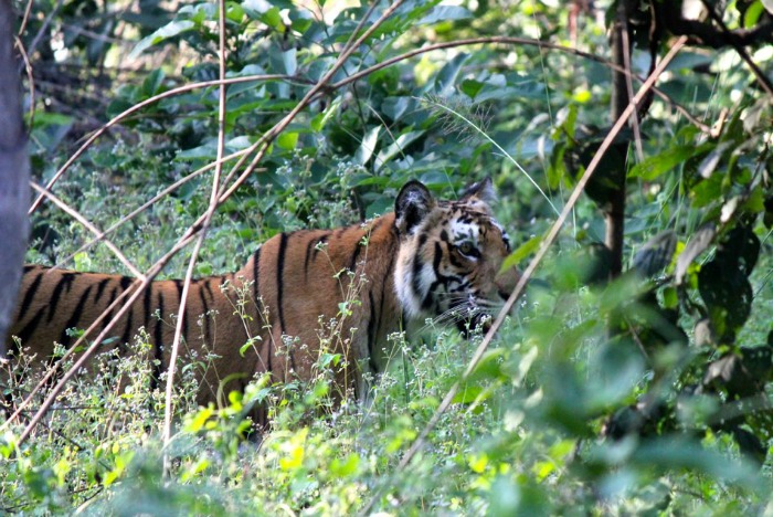 Tiger Spotted At An Altitude Of 12,000 Feet In Uttarakhand For The ...