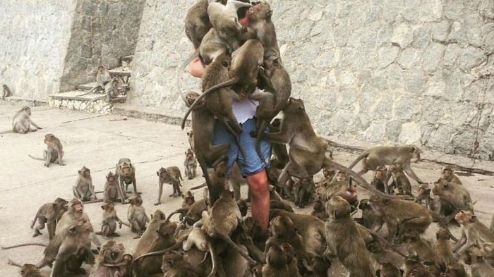 Man Gets Attacked By Mob Of Monkeys, Internet Pays Tribute By ...