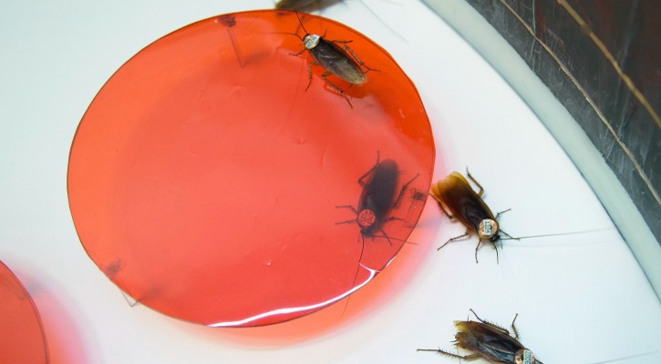 Indian Scientists Have Discovered Protein Rich Cockroach Milk That ...