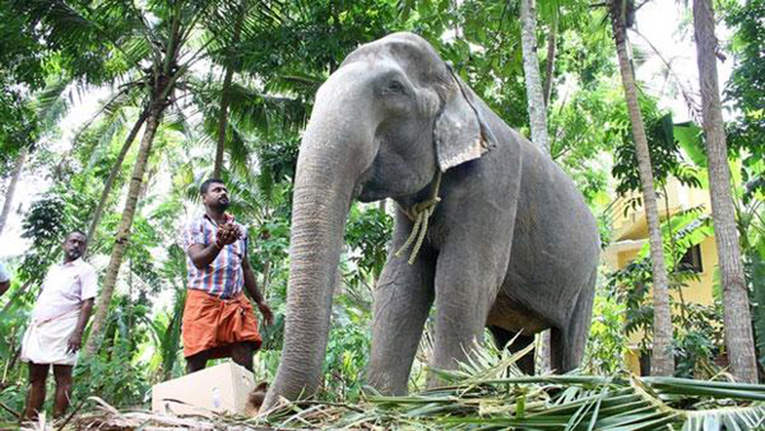 86-Year-Old Dakshayani From Kerala Is All Set To Enter The Guinness ...