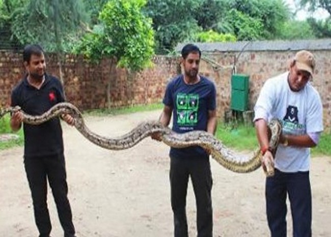 A 13-Foot-Long Python Blocks Agra-Mathura Highway, Gets Rescued By ...