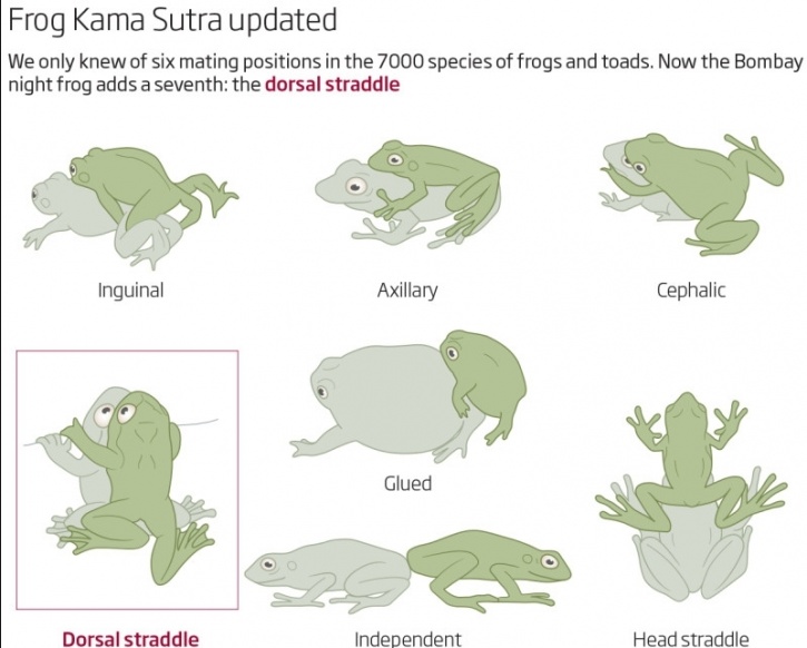 Scientists Study The Mating Habits Of Frogs, Discover New Sex Position ...