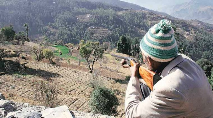 After Bihar's Nilgai Culling, HP Announces Plan To Start Culling Shimla ...