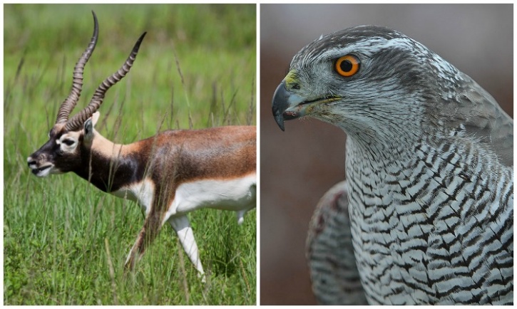 Did You Know That Every State And Union Territory Of India Has A State ...