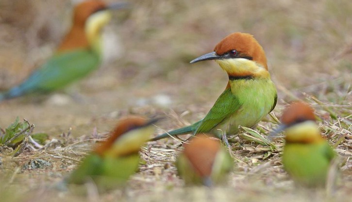 UNESCO Lists India's Agasthyamala Forests Among World Network Of ...