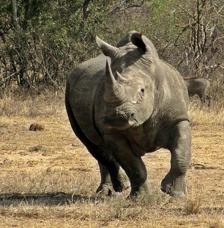 Meet The Black Mambas - A Group Of Badass Women Who Hunt Down Poachers