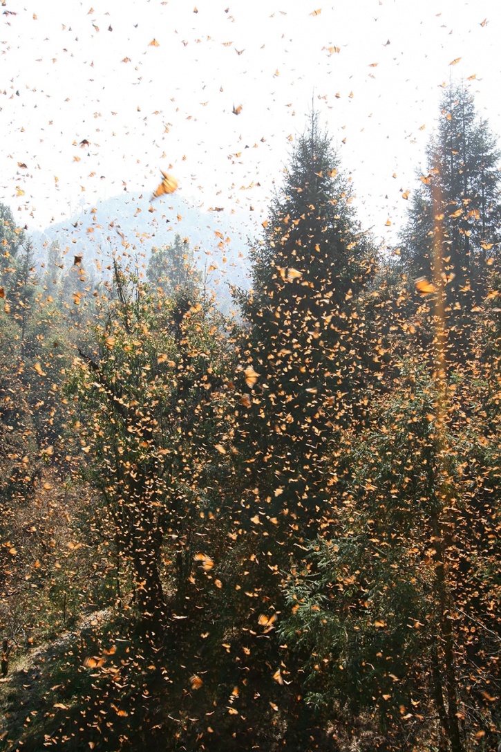 16 Pictures Of Animal Migration That Prove It's One Of Nature's Most ...