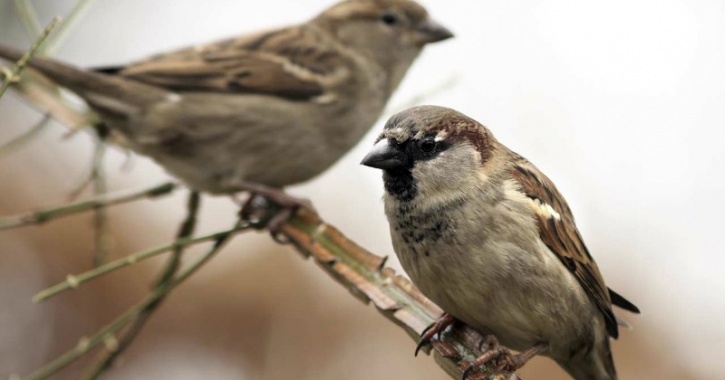 We Destroyed The Sparrow's Habitat & Here's How We Can Save The Bird ...