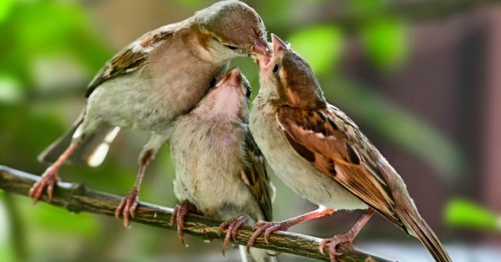 We Destroyed The Sparrow's Habitat & Here's How We Can Save The Bird ...