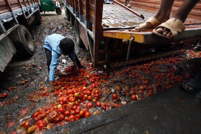 Indian-Origin Scientists Believe Rotten Tomatoes Could Be A Source Of ...