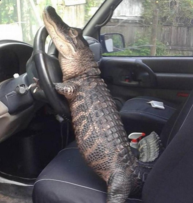 Meet Rambo - The Pet Alligator Who Wears Jackets And Rides A Motorcycle ...