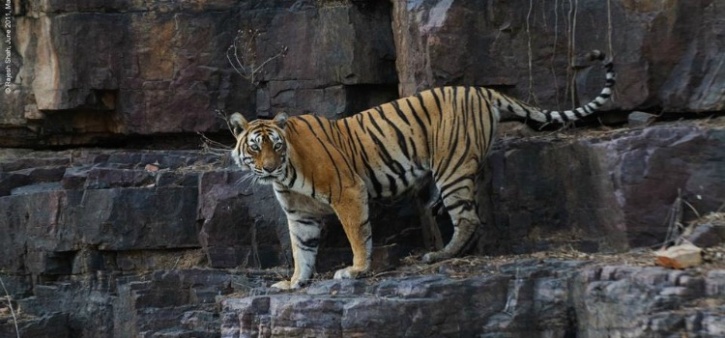 The World's Most Photographed Tigress, Machli Of Ranthambore, Turned 20 ...