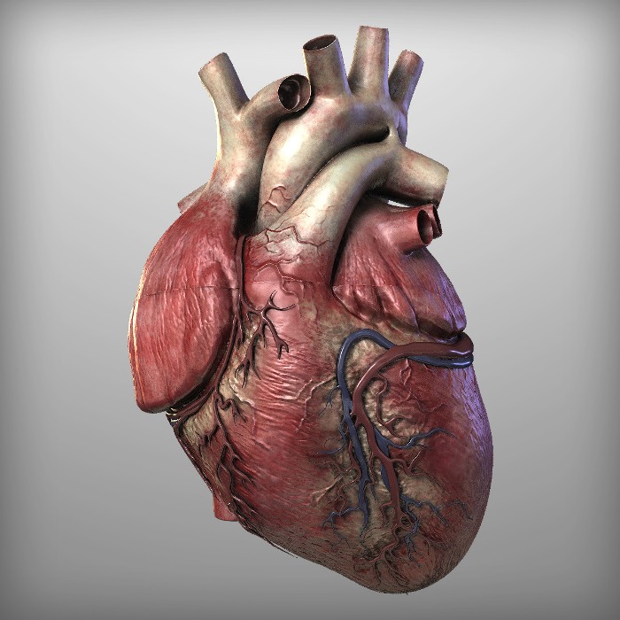 This Virtual 3D Heart Can Predict If You're Having A Sudden Heart Attack
