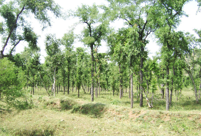 He Lost His Family And The Will To Live, Till He Planted His New Family ...