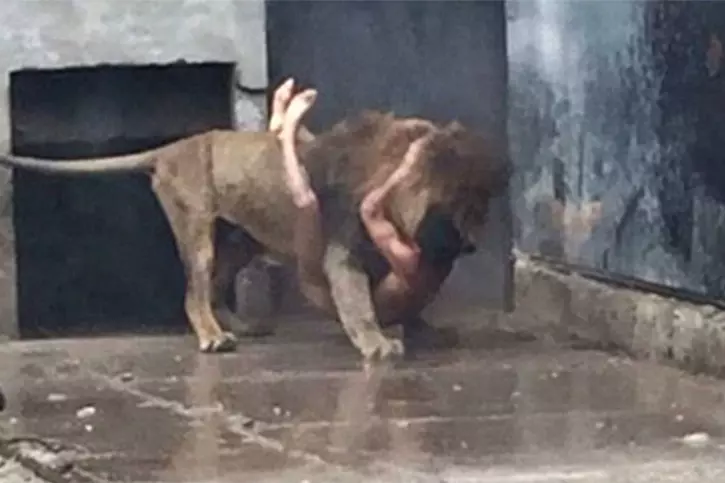 Chilean Zoo Kills Two Lions After A Man Stripped Naked & Jumped Into ... Chilean Zoo Kills Two Lions After A Man Stripped Naked & Jumped Into ...