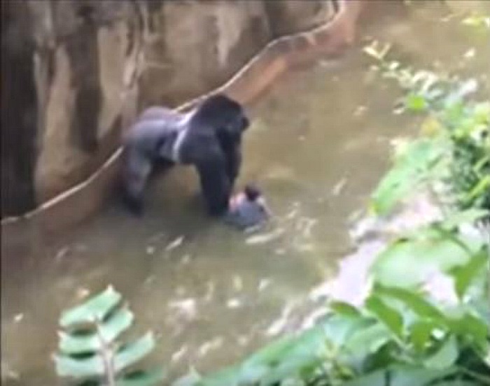 The World Wants Justice For Gorilla 'Harambe' Who Was Shot Dead By A US ...
