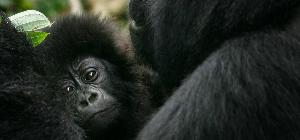 Here's All You Need To Know About The World's Largest Gorilla That Is ...