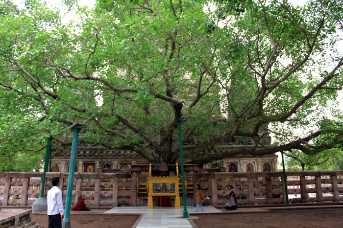 The 2,600-Year-Old Mahabodhi Tree Under Which Buddha Attained ...