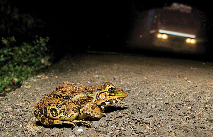 The Mucus From The Skin Of This Indian Frog Can Prevent the Next Flu ...