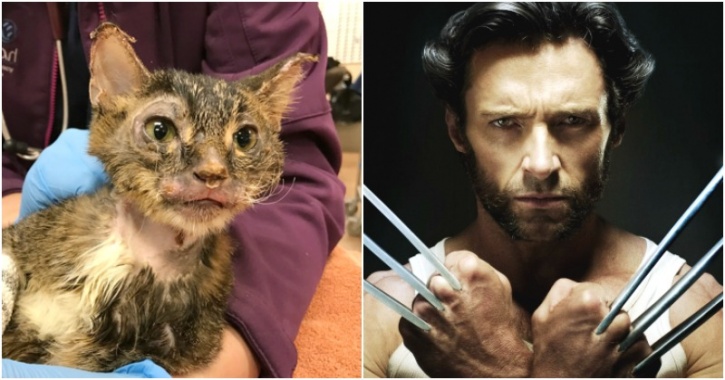 This Cat Is Named After Hugh Jackman Because It's Recovering From A ...