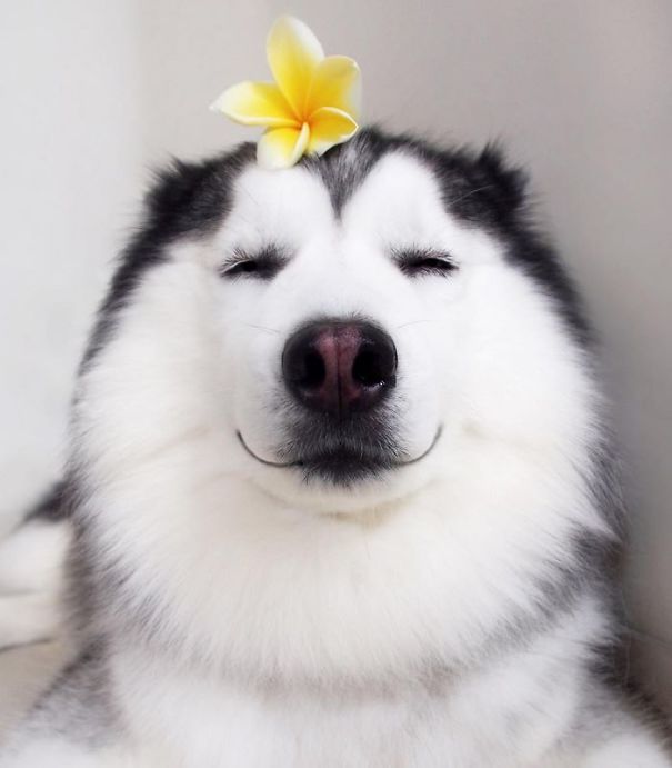 Meet The Happiest Dog In The World, Maru The Husky Who Also Looks Like ...